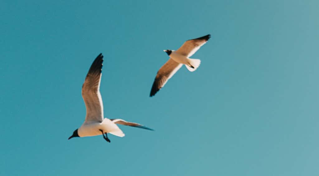 Τι είναι η διαδικασία "Bird" στο Mac (και πώς να μειώσετε τη χρήση της ...